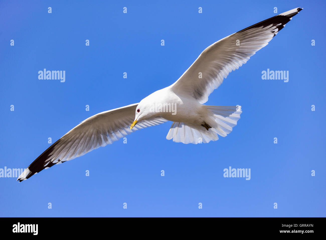 Gull wing hi-res stock photography and images - Alamy