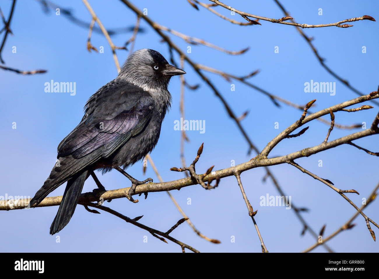 Jackdaw pose hi-res stock photography and images - Alamy