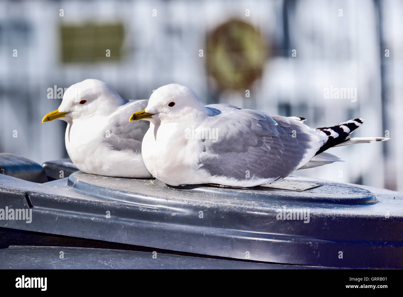 Common gull hi-res stock photography and images - Alamy