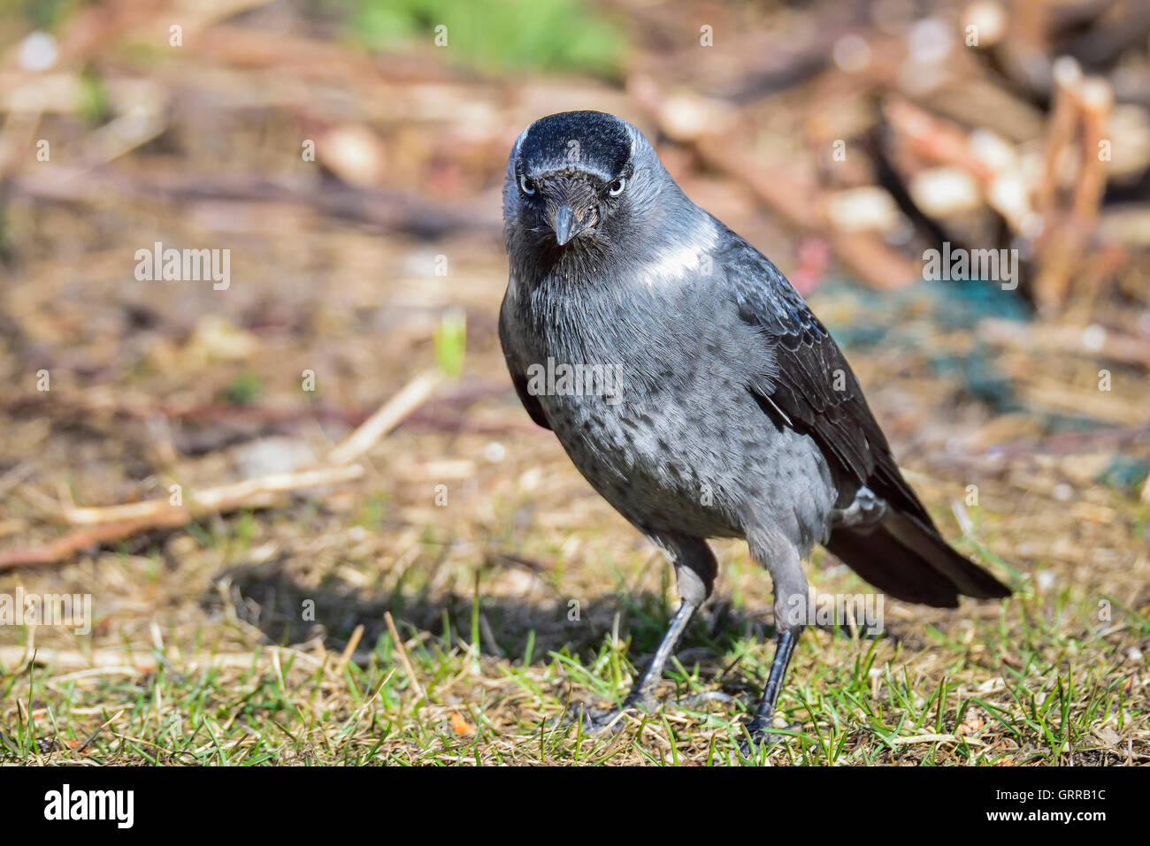 Eurasian jackdaw portrait hi-res stock photography and images - Alamy