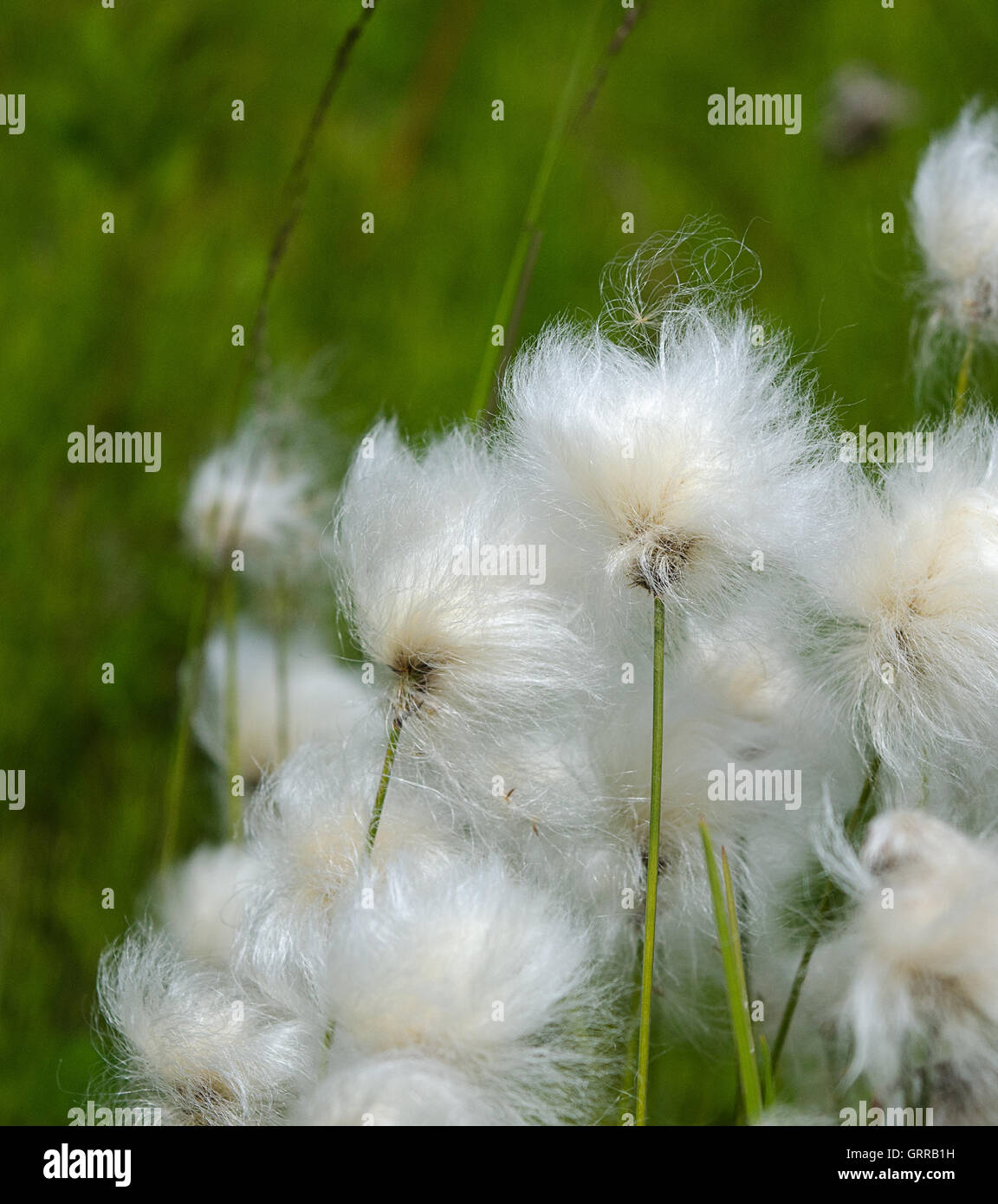 Alaska cotton reveils fine tufts of fiber in the middle of summer ...