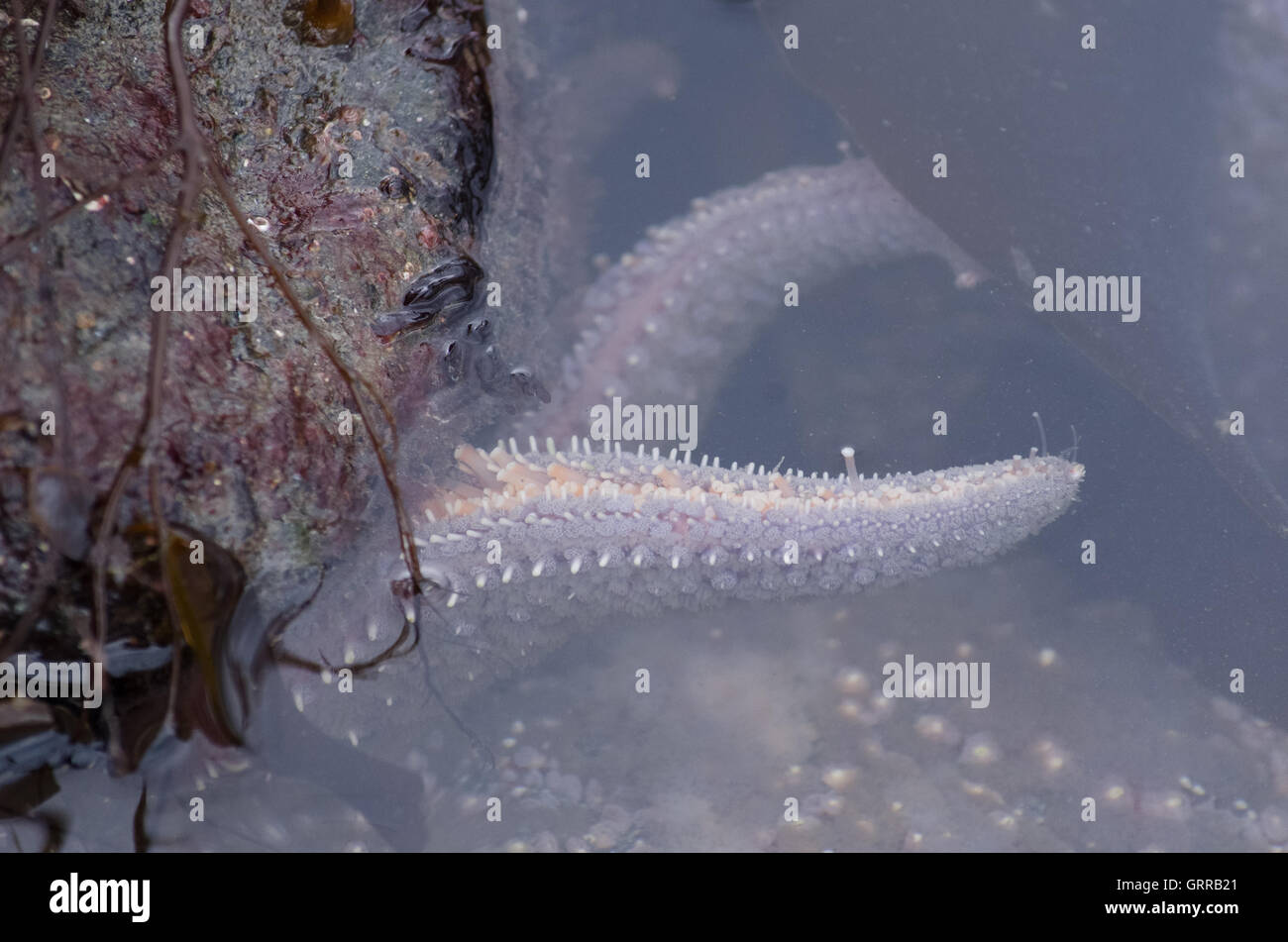 A sea star leg is finding the top of the water in a shallow tidal pool ...
