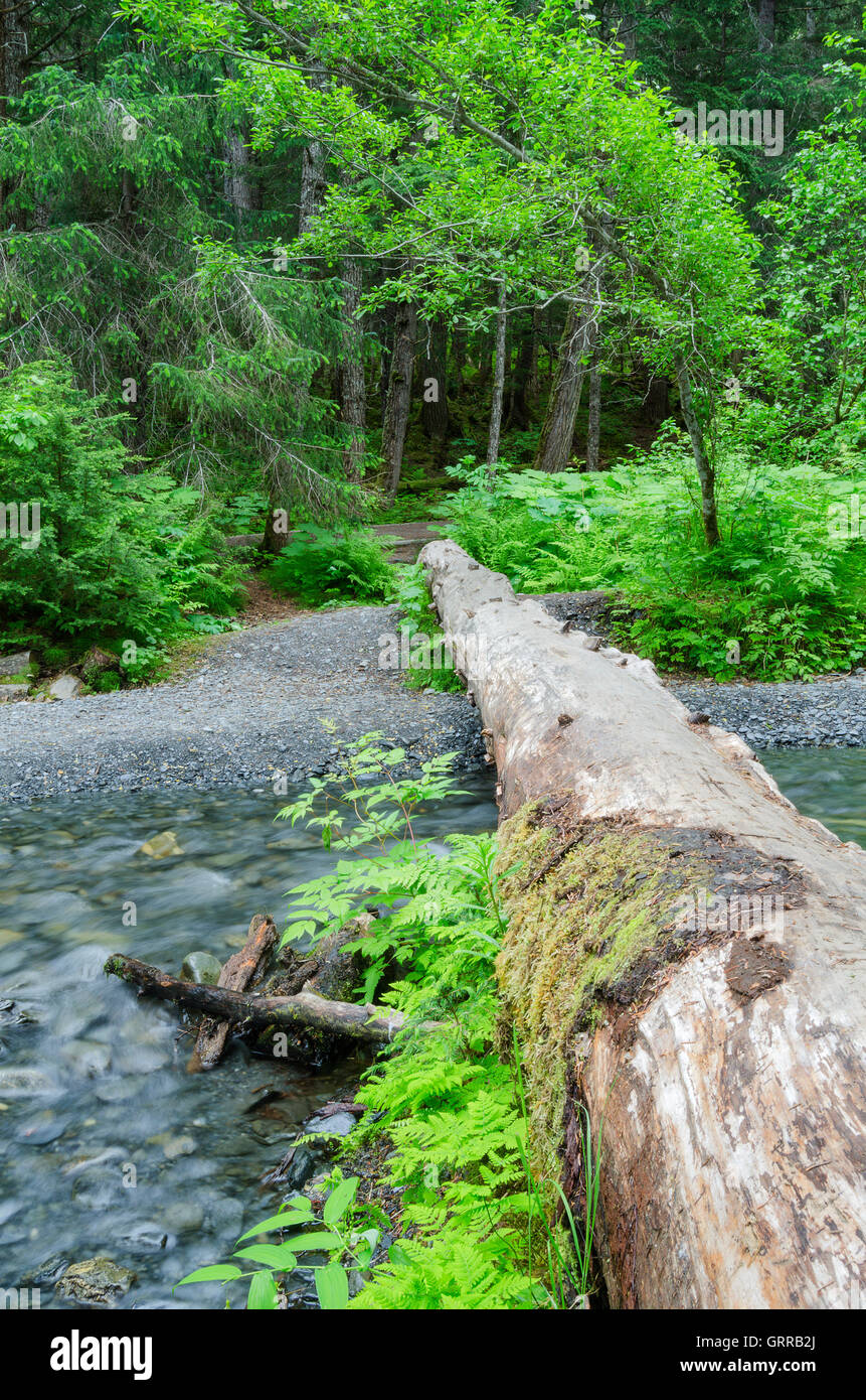 A fallen tree makes a perfect bridge across the creek and into the ...