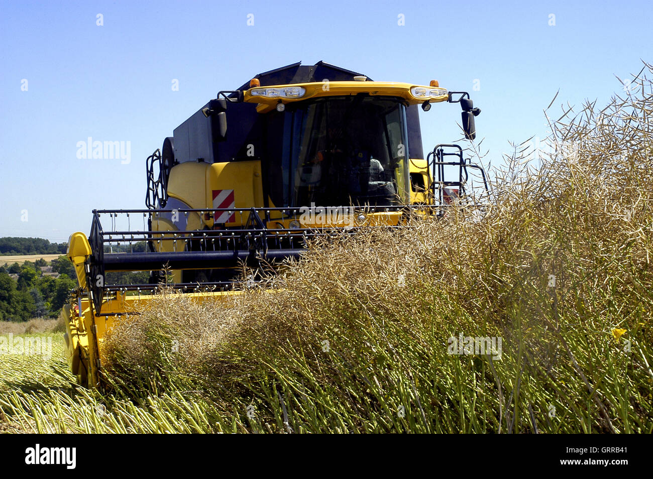 Harvesting rape to combine harvester Stock Photo - Alamy