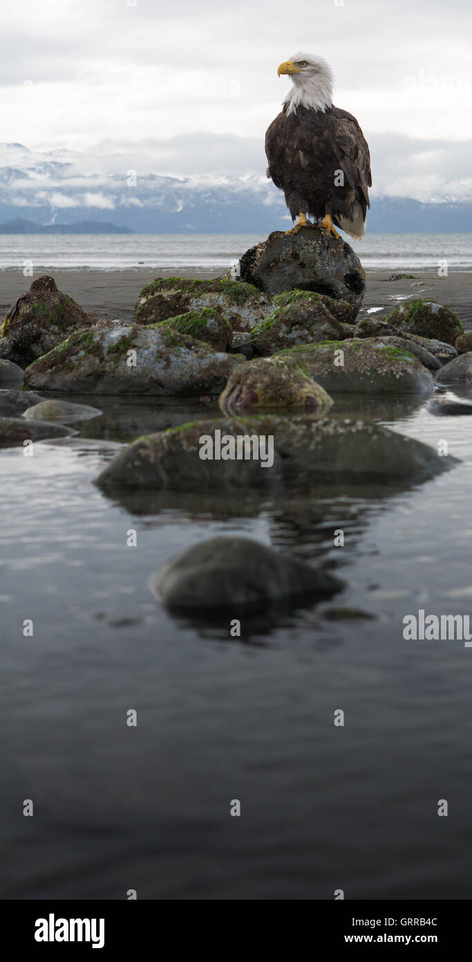 A bald eagle sit on an up raised rock surveying the beach Stock Photo ...