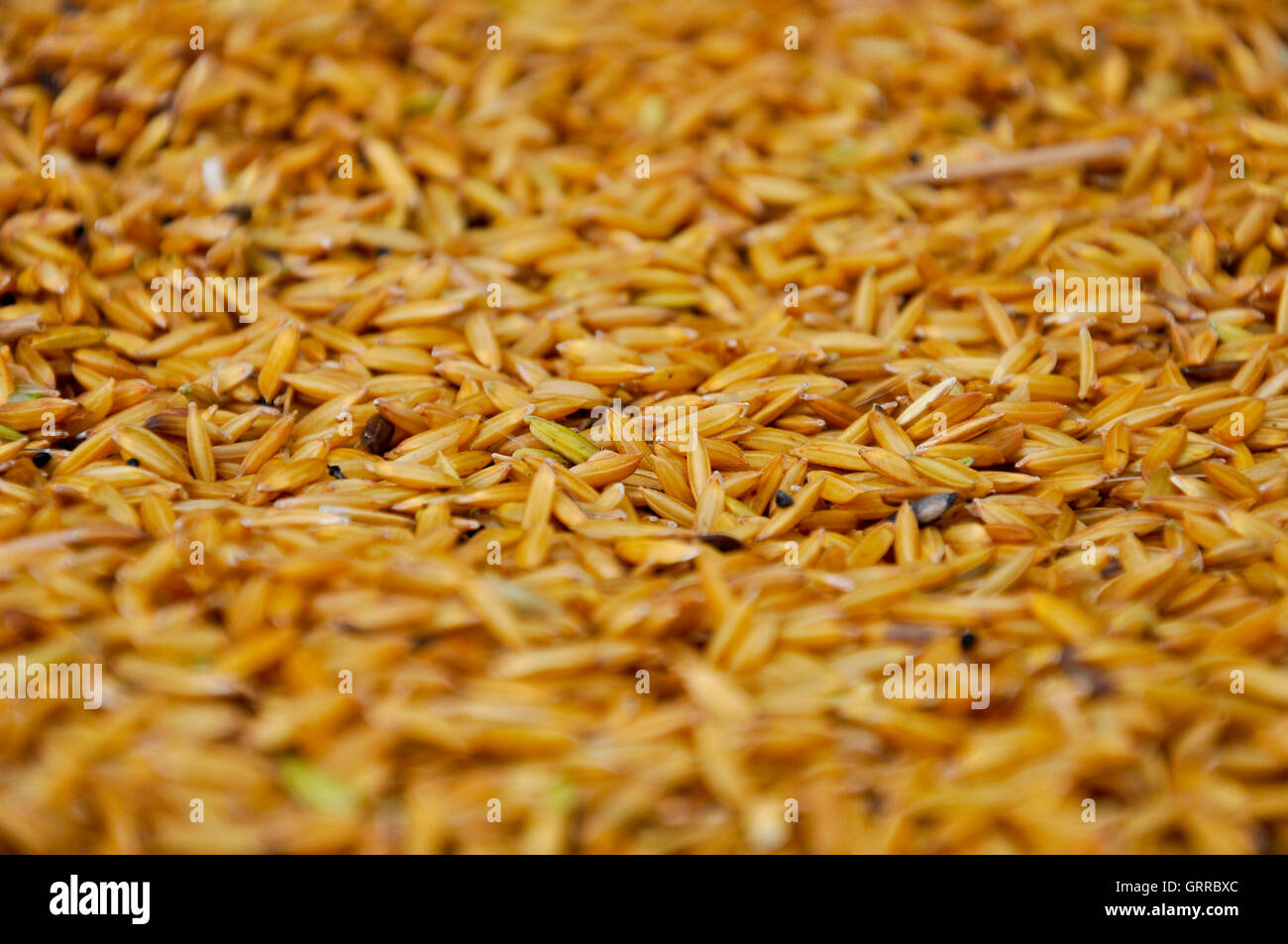 Jasmine rice grain before milling from north eastern of Thailand Stock ...