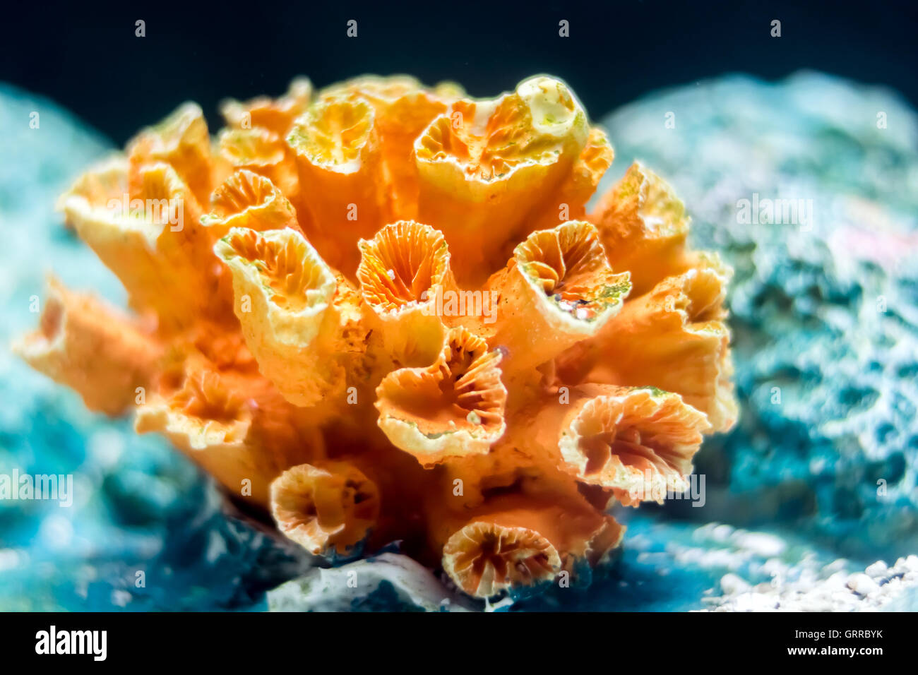 Coral reef in orange color Stock Photo - Alamy