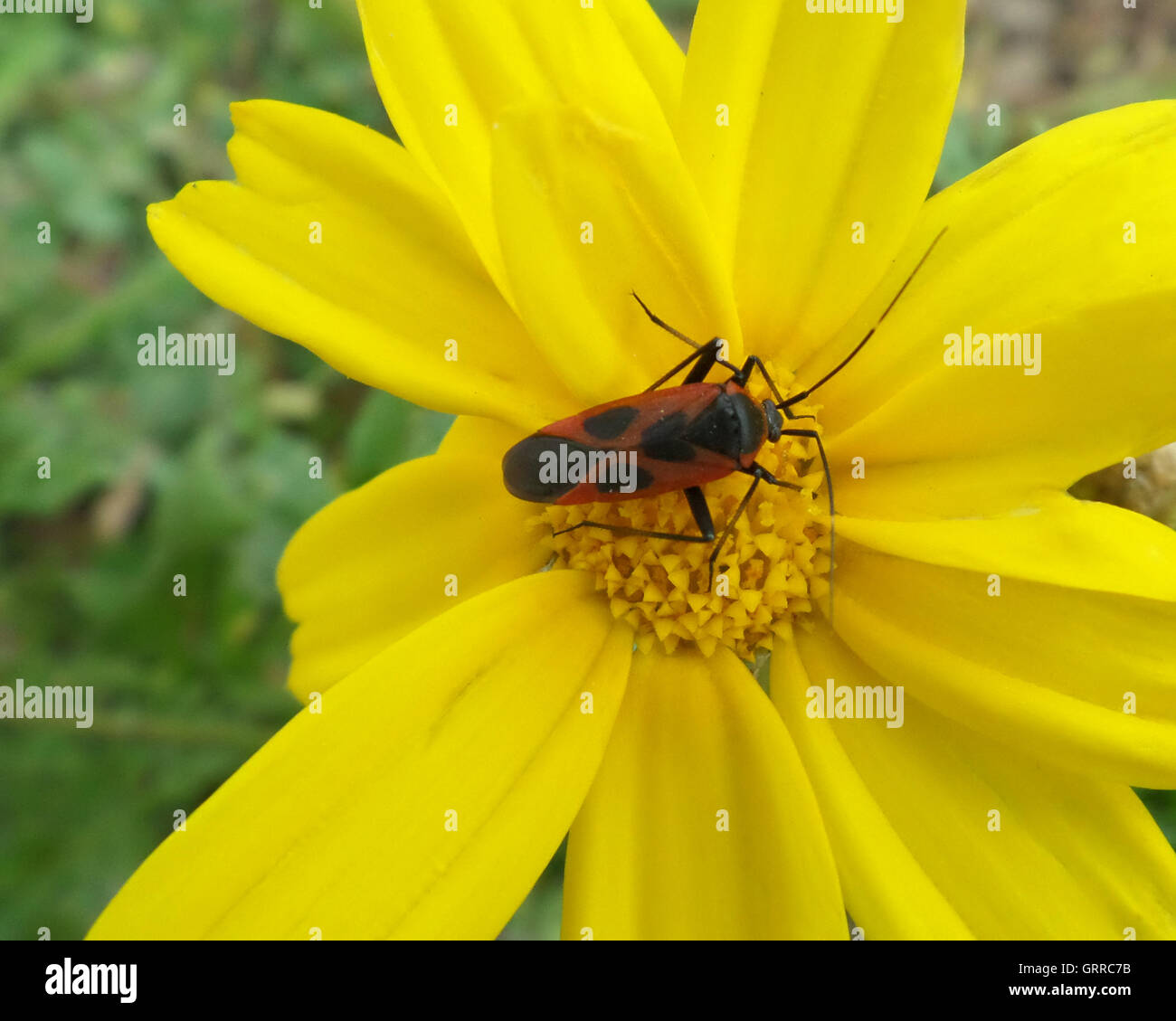 Black orange beetle hi-res stock photography and images - Alamy