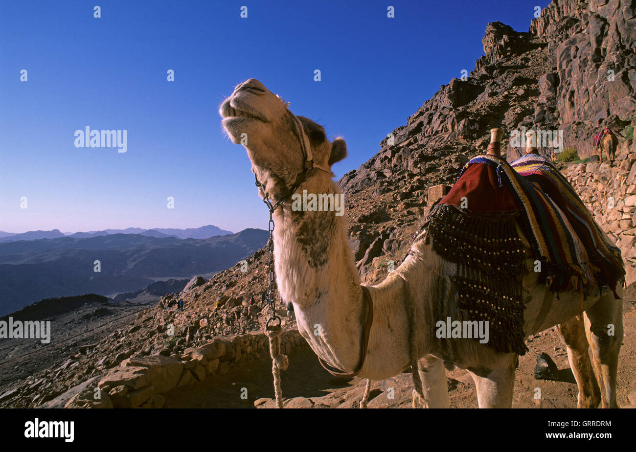 Dromedary (Camelus dromedarius), Sinai desert, Egypt, Asia Stock Photo ...