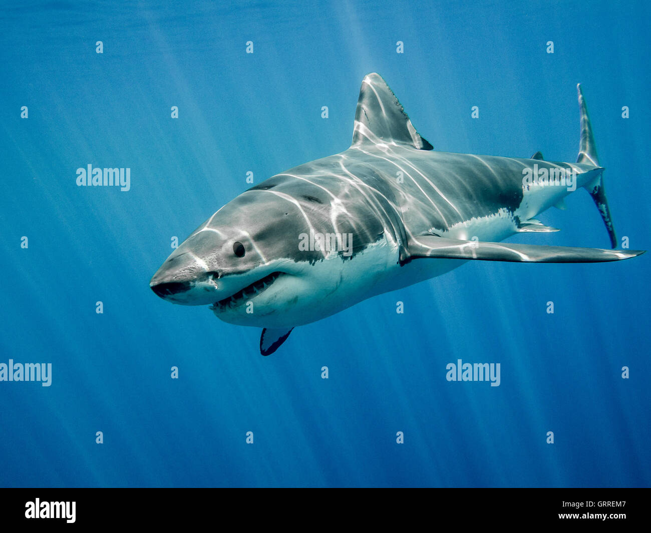 Great white shark in the blue ocean under sun rays Stock Photo - Alamy