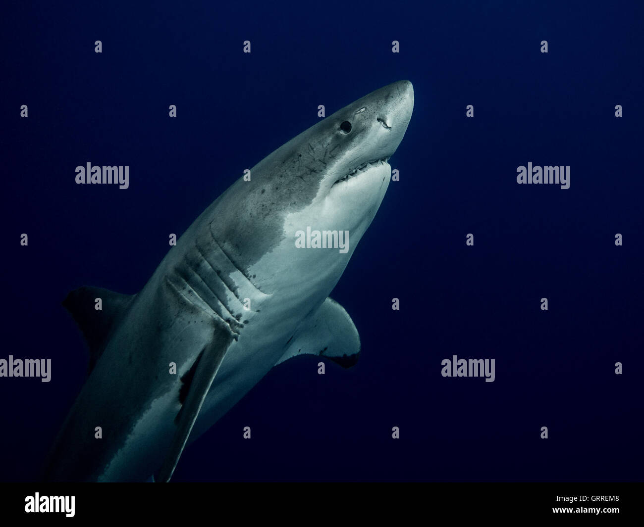 Great white shark teeth jaws hi-res stock photography and images - Alamy