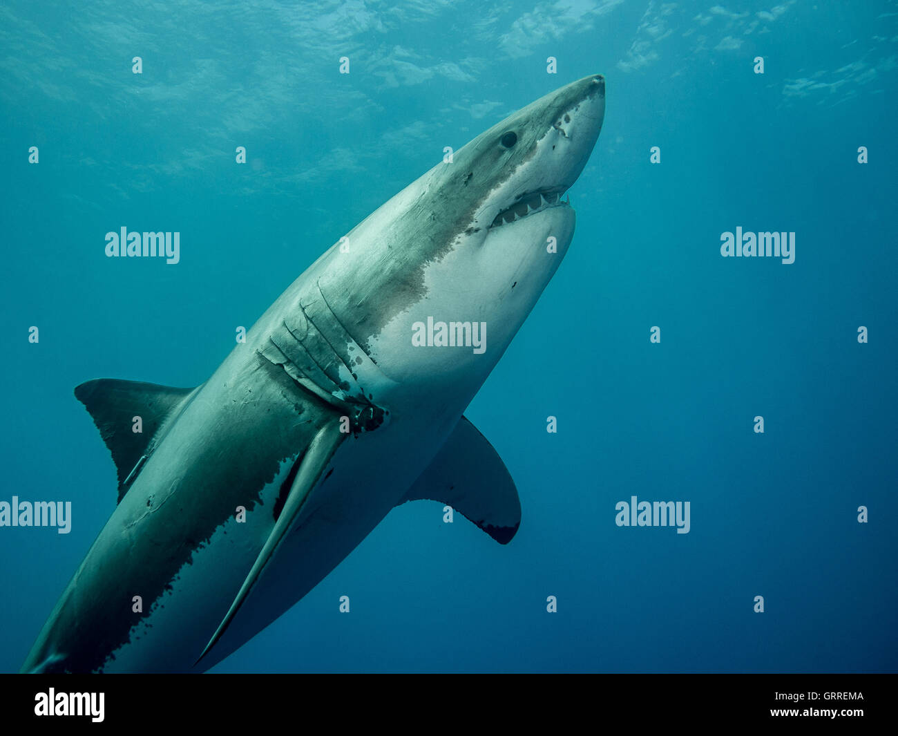 Carcharodon carcharias australia hi-res stock photography and images - Alamy