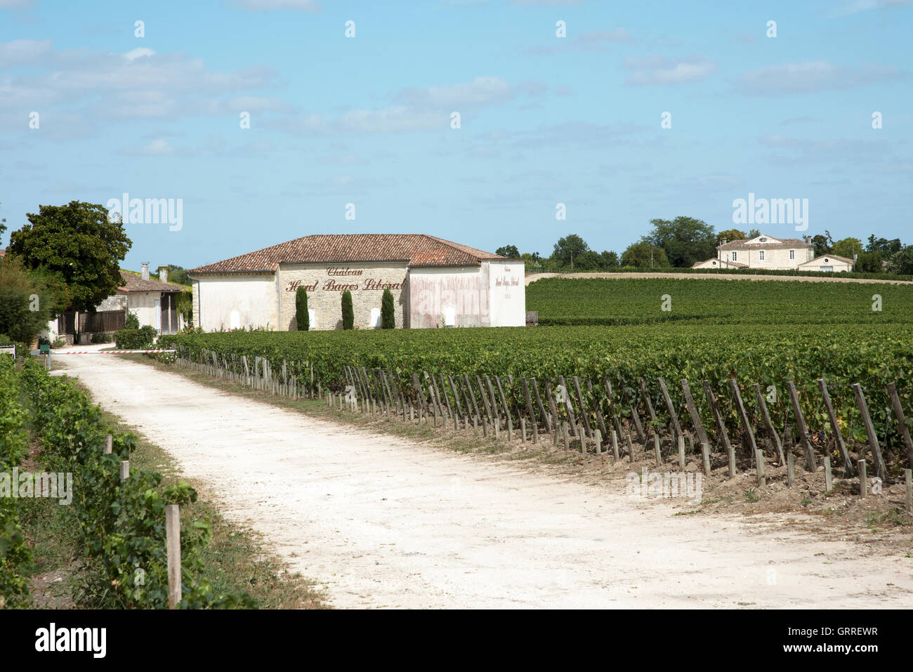 Pauillac wine region France - Chateau Haut Bages Liberal the vines and ...
