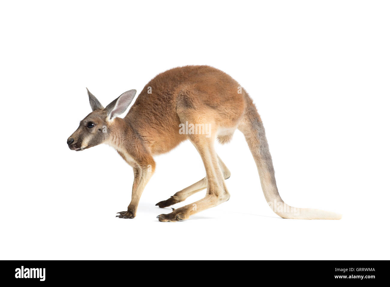 Red kangaroo on white background Stock Photo - Alamy