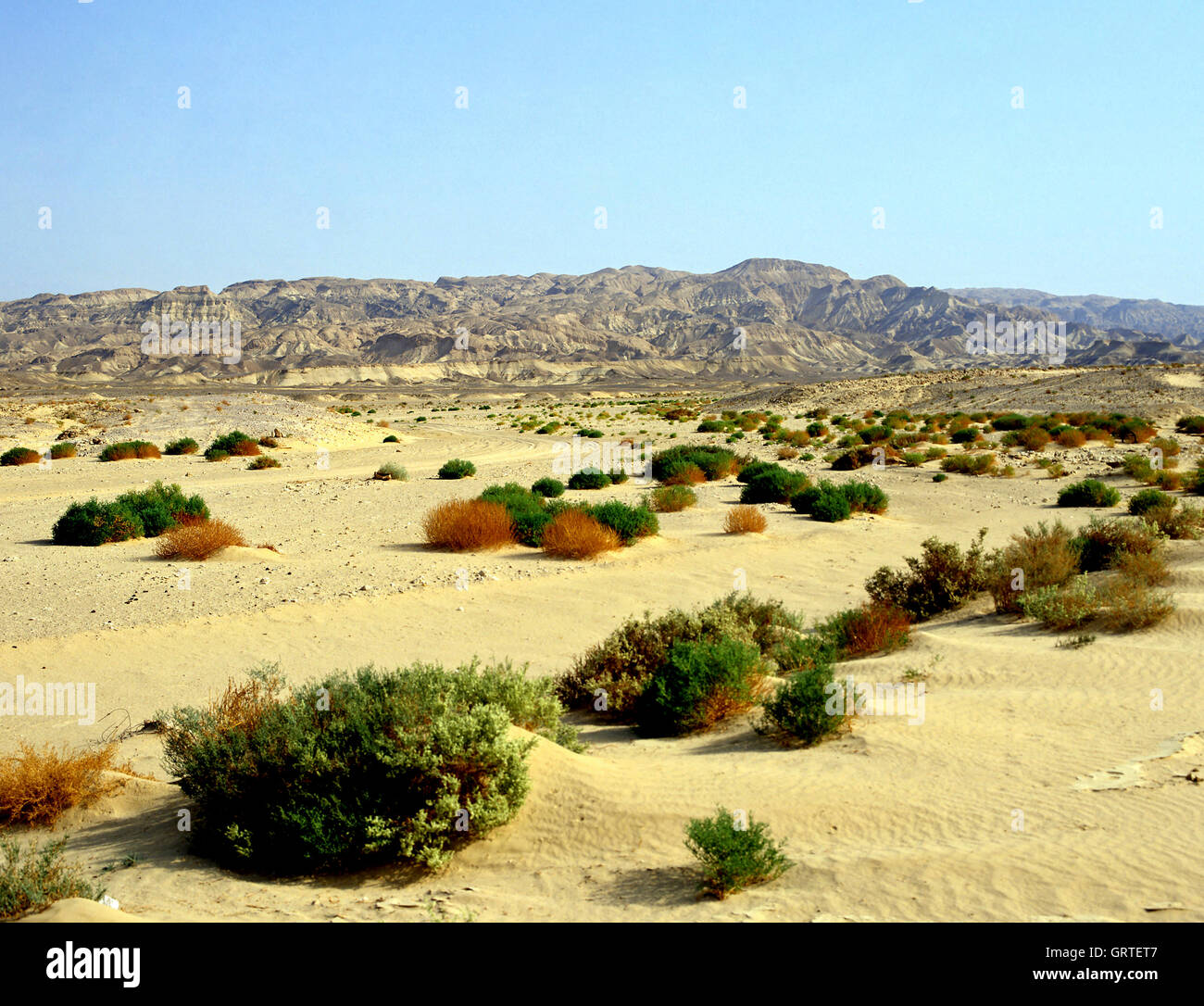 Desert plants egypt hi-res stock photography and images - Alamy