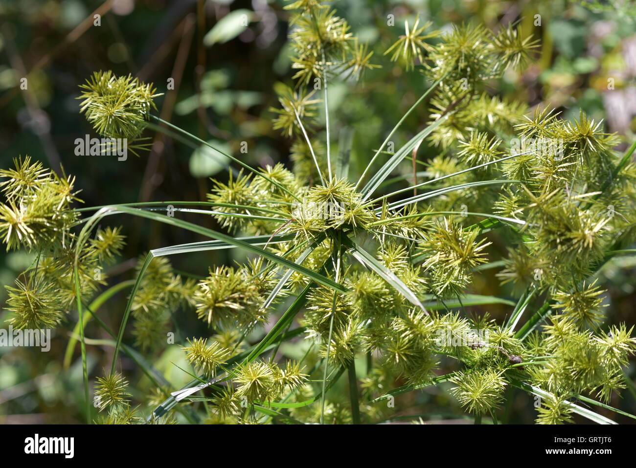 Cyperus Plant Stock Photos & Cyperus Plant Stock Images - Alamy