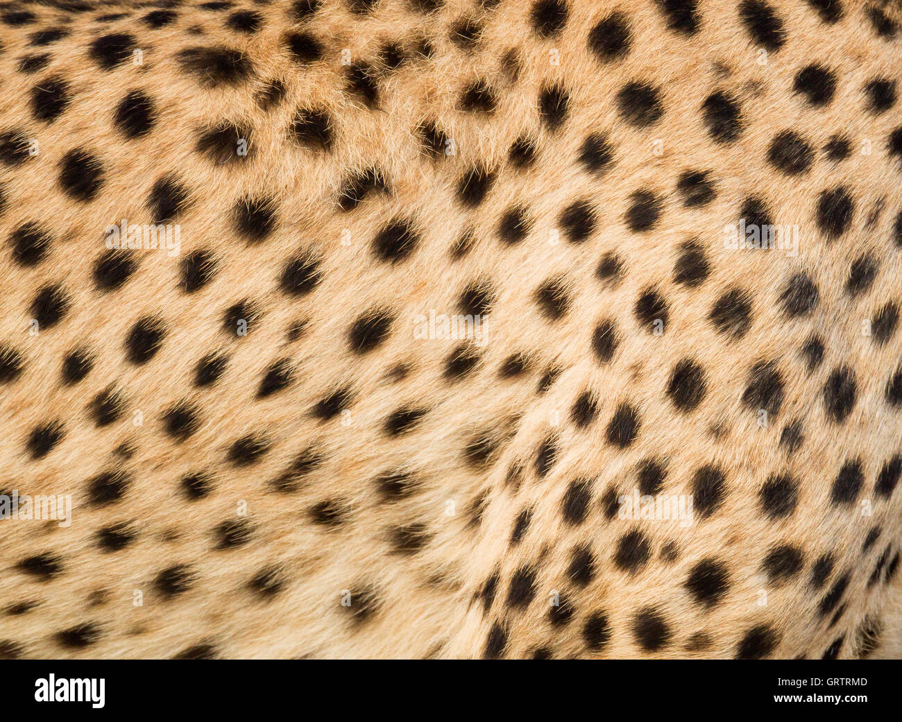 Pattern of a cheetah Stock Photo - Alamy