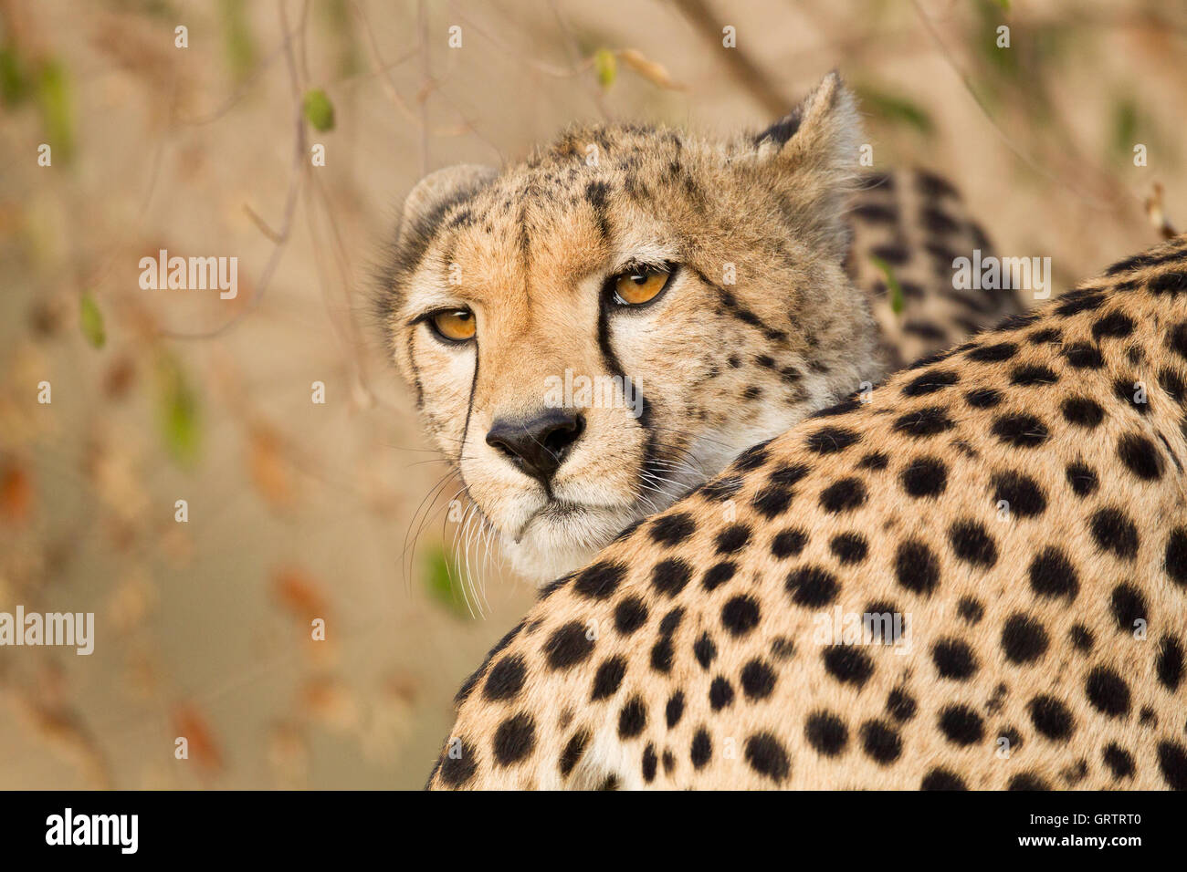 Cheetah grassland hi-res stock photography and images - Alamy