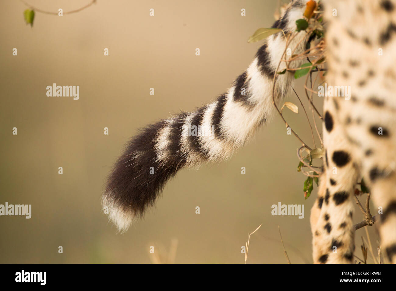Cheetah tail hi-res stock photography and images - Alamy