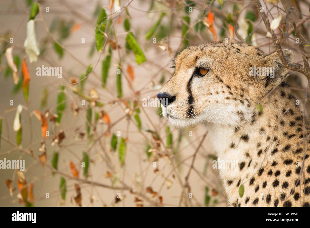 Cheetah looking left Stock Photo - Alamy