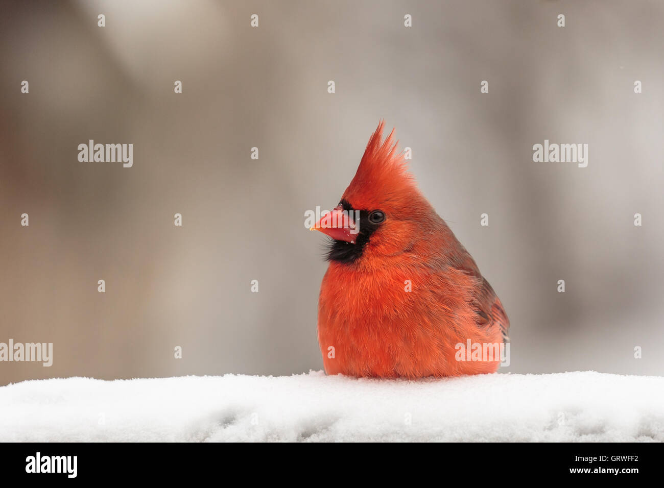 Red cardinal snow hi-res stock photography and images - Alamy