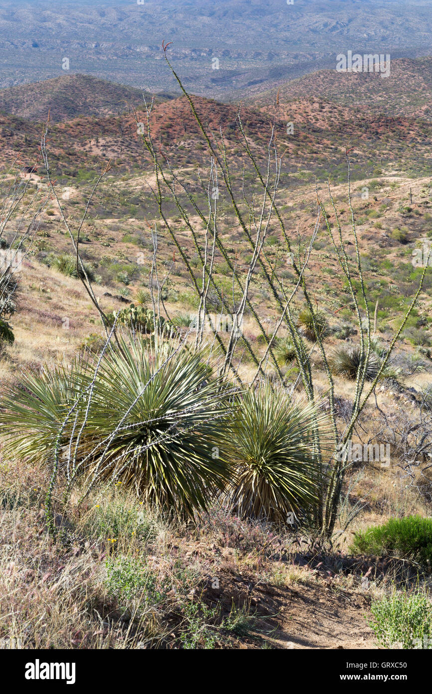 The Arizona Trail passing by spanish dagger yucca and blooming ocotillo ...