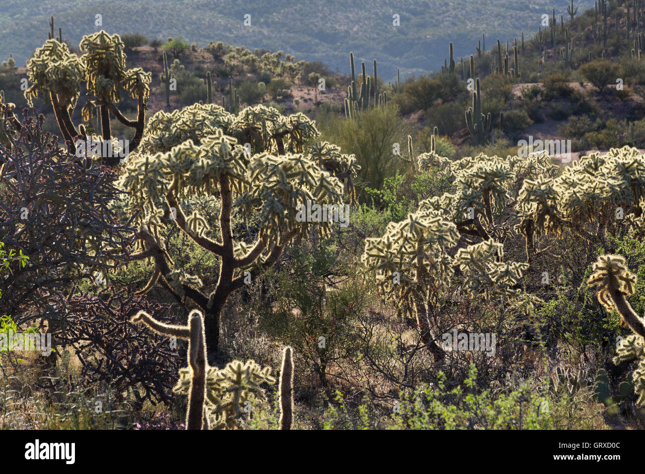 Cactus Grove High Resolution Stock Photography and Images - Alamy