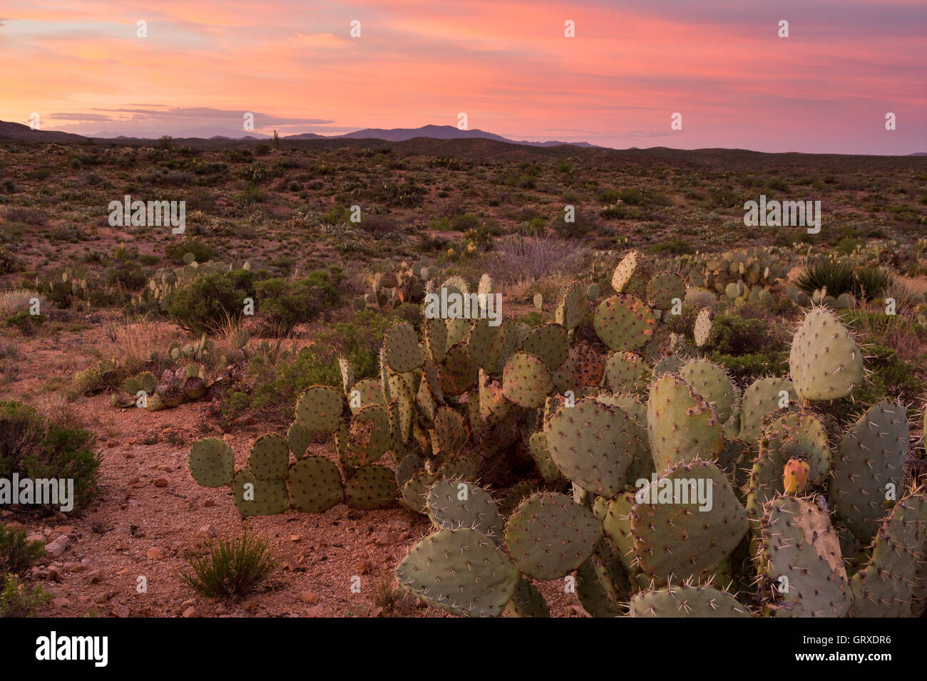 A colorful sunrise over the Sonoran Desert landscape around the ...