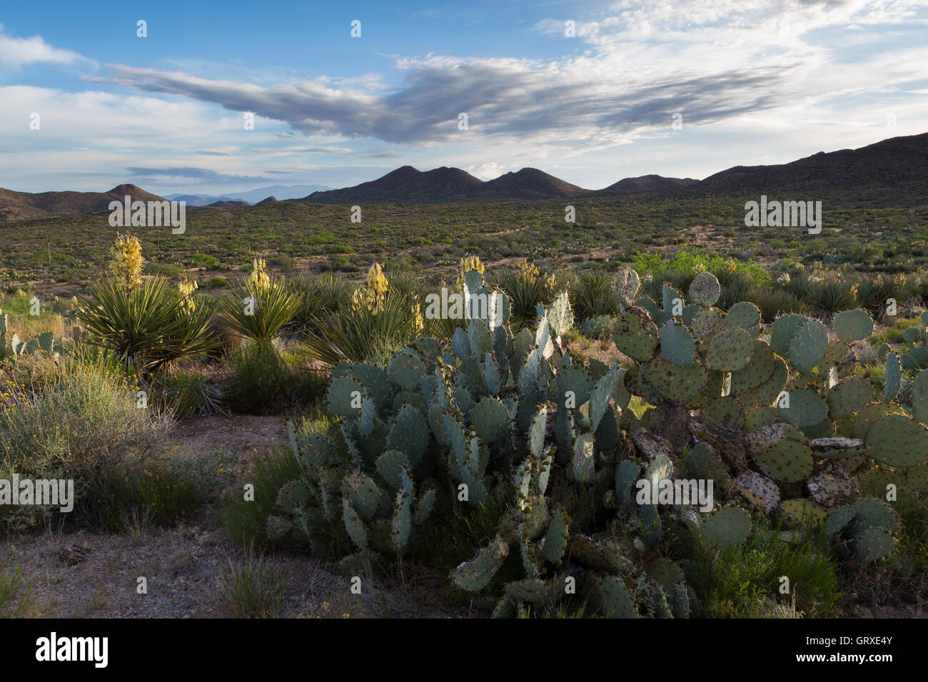 Yucca stalks hi-res stock photography and images - Alamy