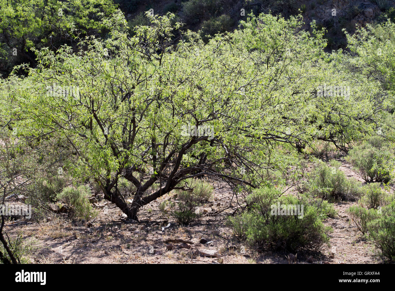 A backlit mesquite tree growing in the Ripsey Wash area of the Tortilla ...