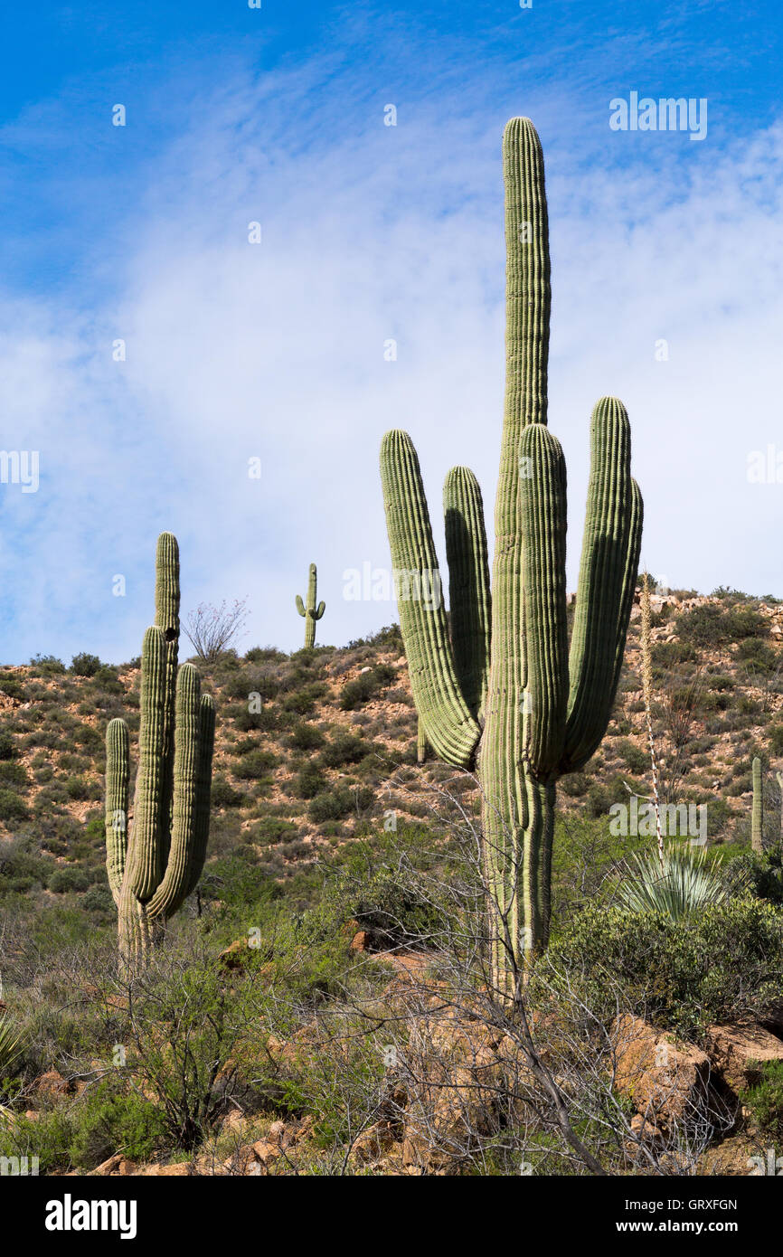 Three large and strong saguaro cactus growing in the Ripsey Wash area ...