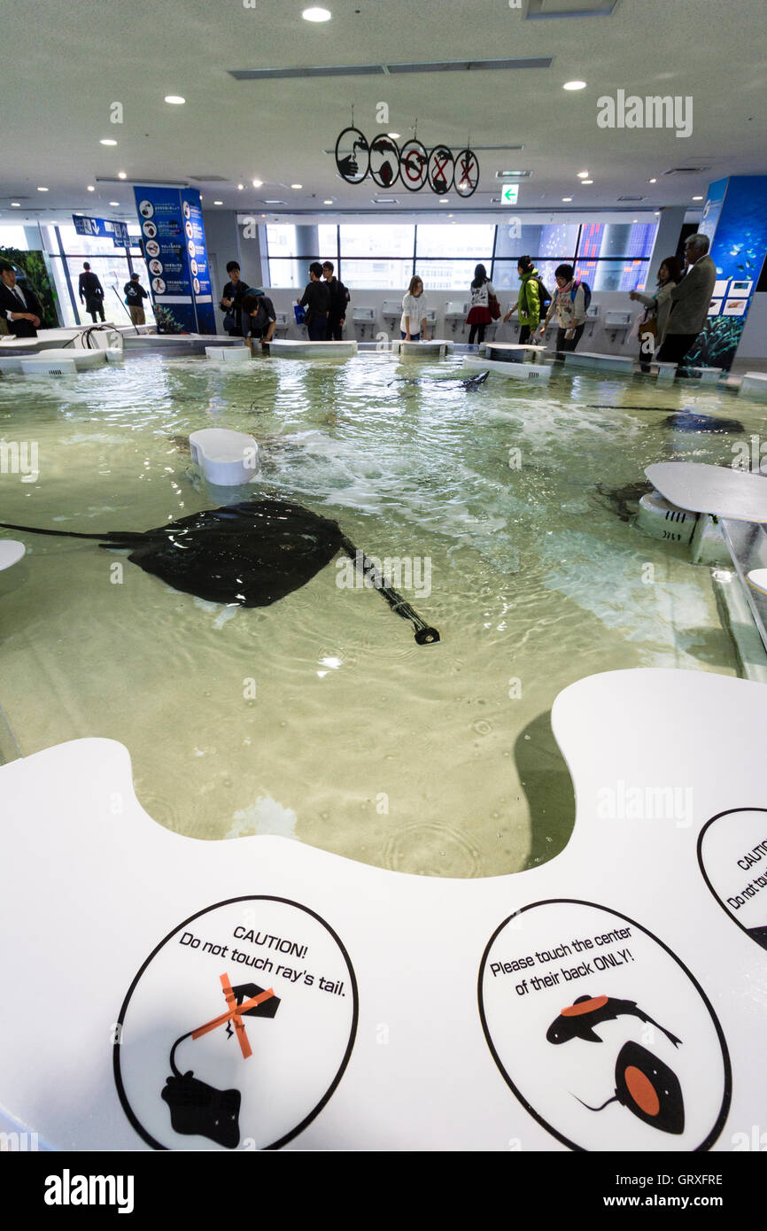 The open tank, 'sea and touch' display at the Kaiyukan, the Osaka ...