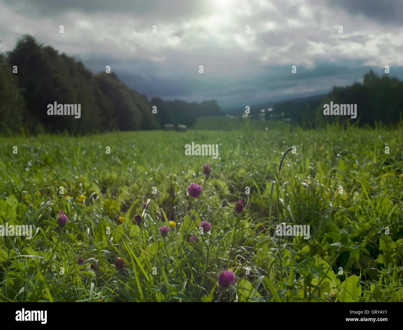 Clover flowers in the valley after rain with overcast sky, contra light ...