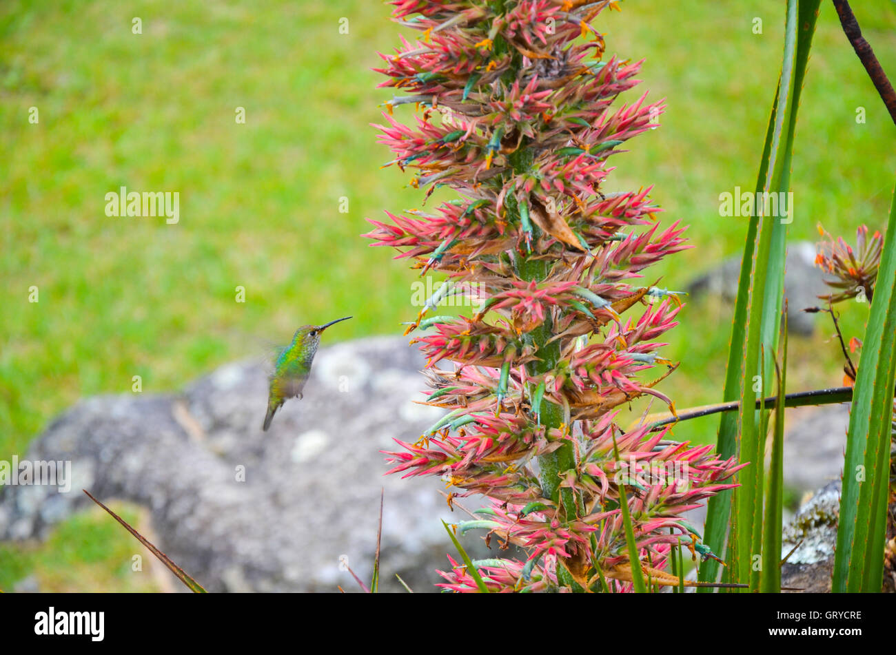 Emerald hummingbird lying next to purple flowers inside the 15th ...