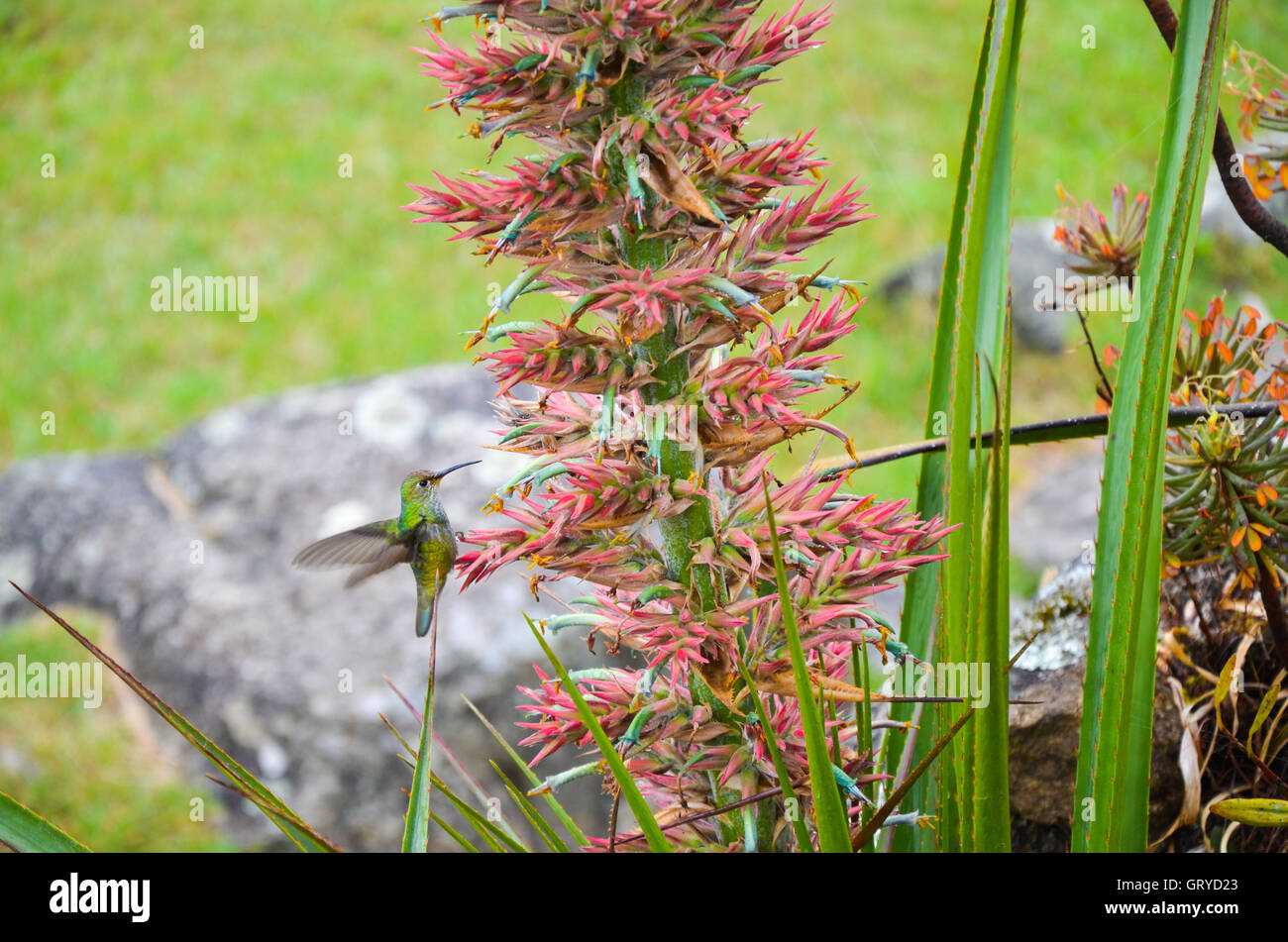 Emerald hummingbird lying next to purple flowers inside the 15th ...