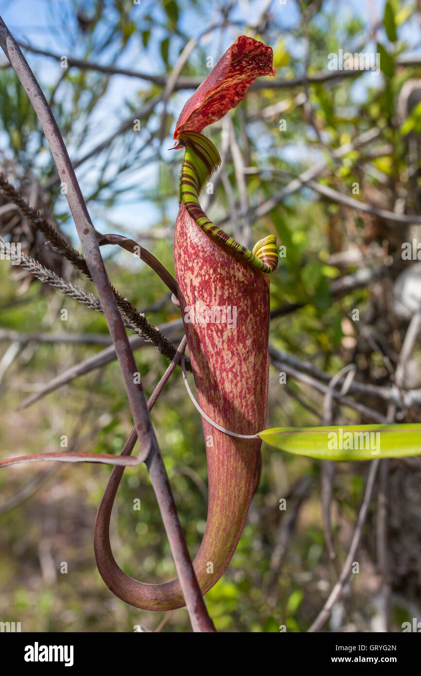 Pitcher plant, nepenthes, monkeys cup - exotic flower of Borneo Stock ...