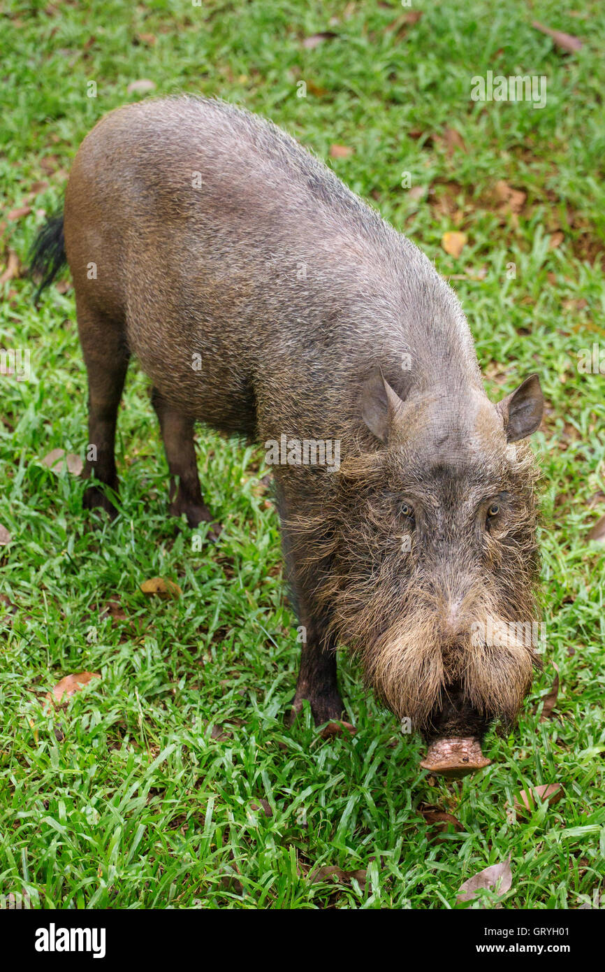 Bornean bearded pig in Bako National Park, Borneo, Malaysia Stock Photo ...