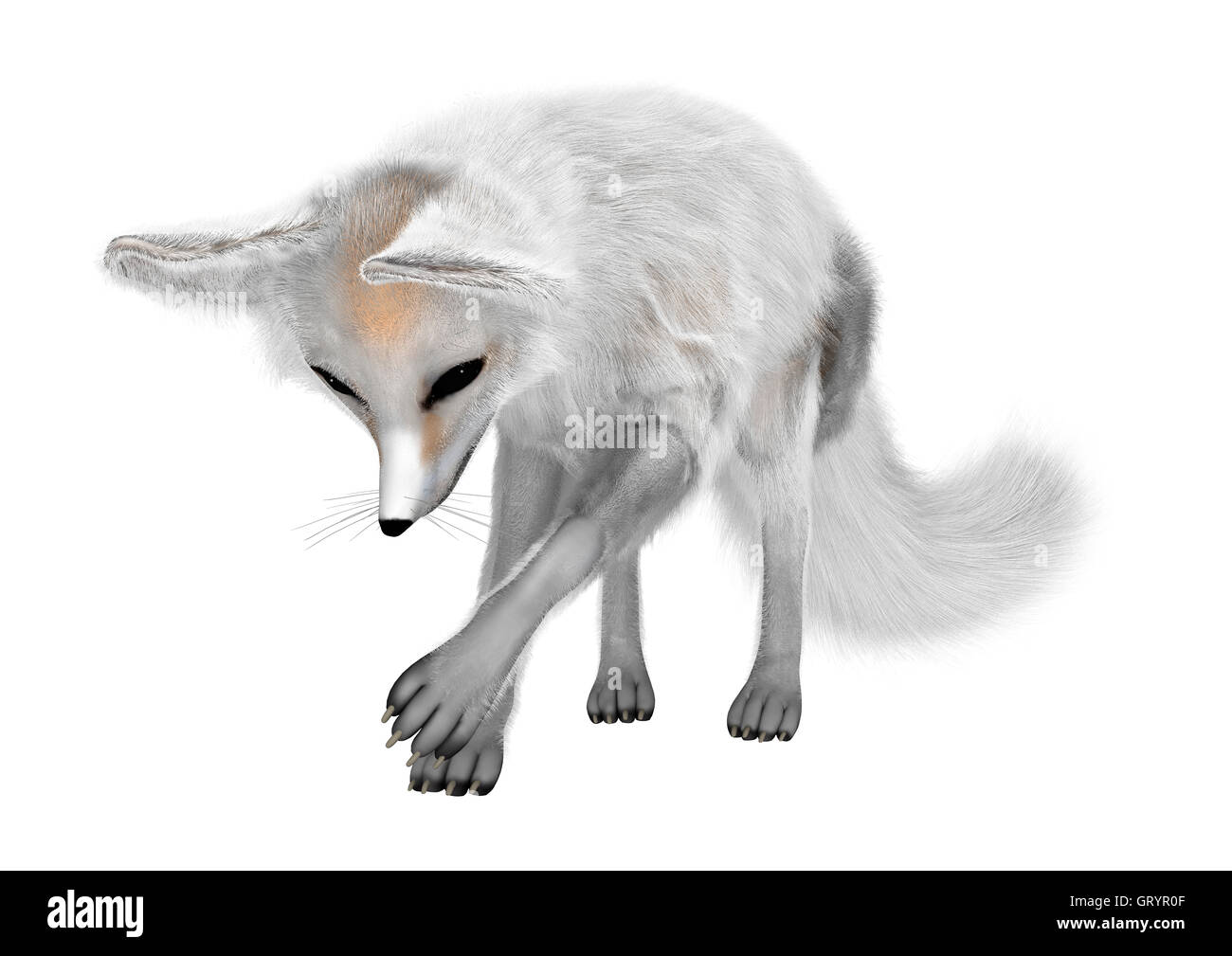 3D rendering of a fennec fox isolated on white background Stock Photo ...