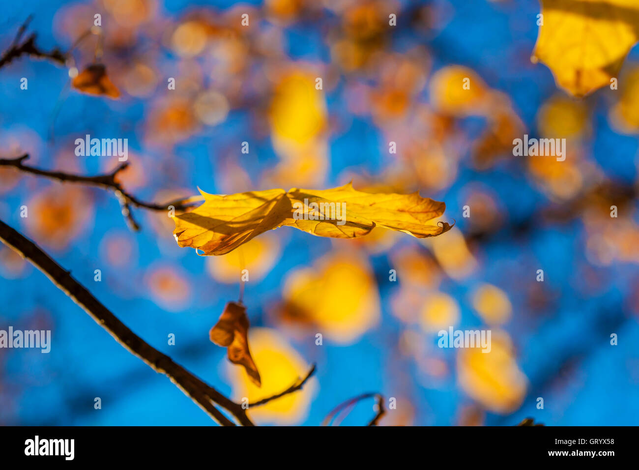 Golden yellow leafs hi-res stock photography and images - Alamy