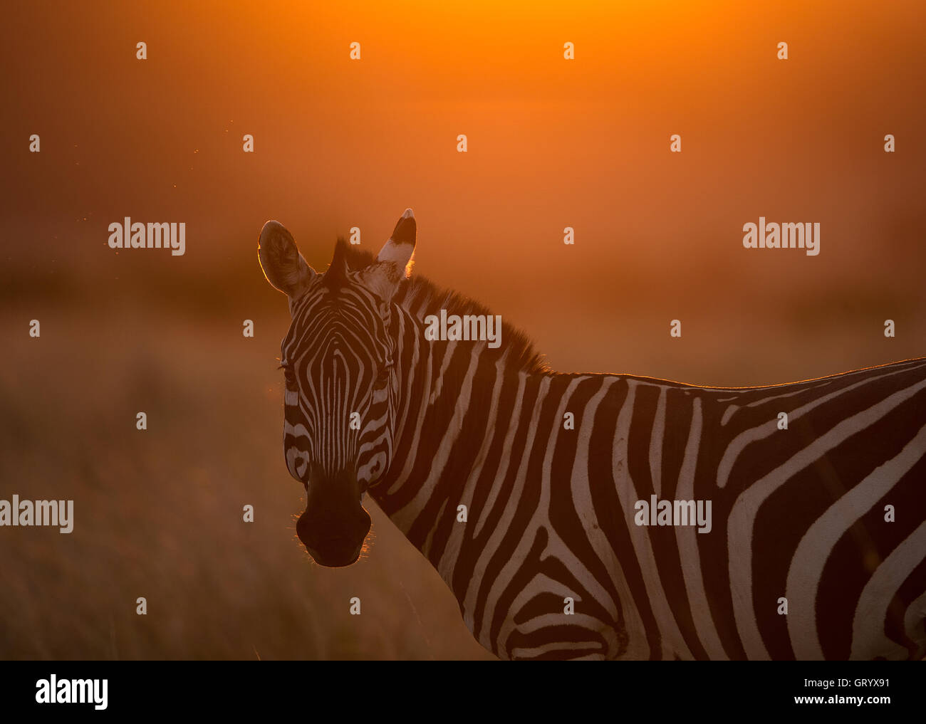 A zebra during sunset in Masai Mara Stock Photo - Alamy