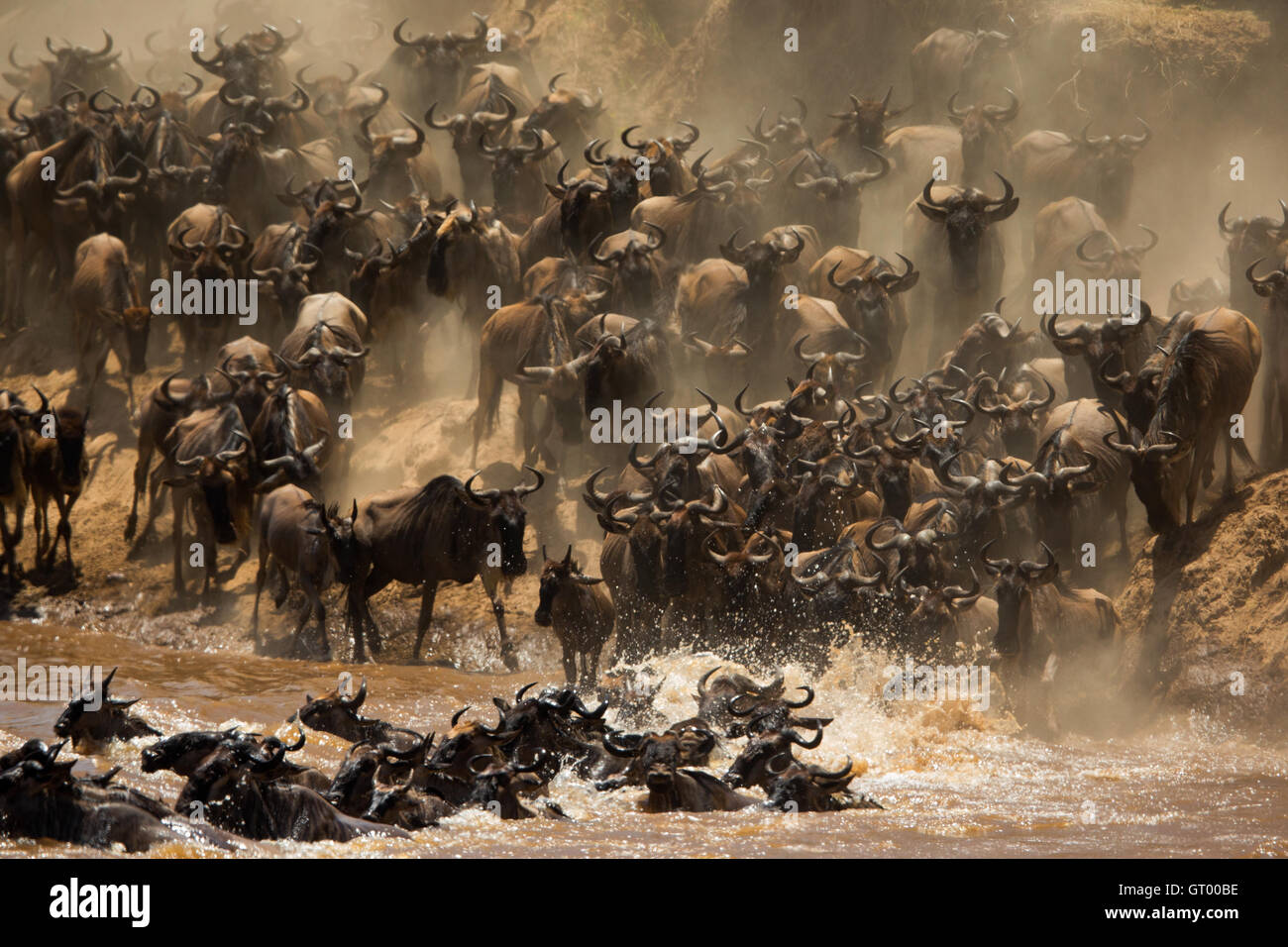 Wildebeest or Gnu Migration in Masai Mara Stock Photo - Alamy