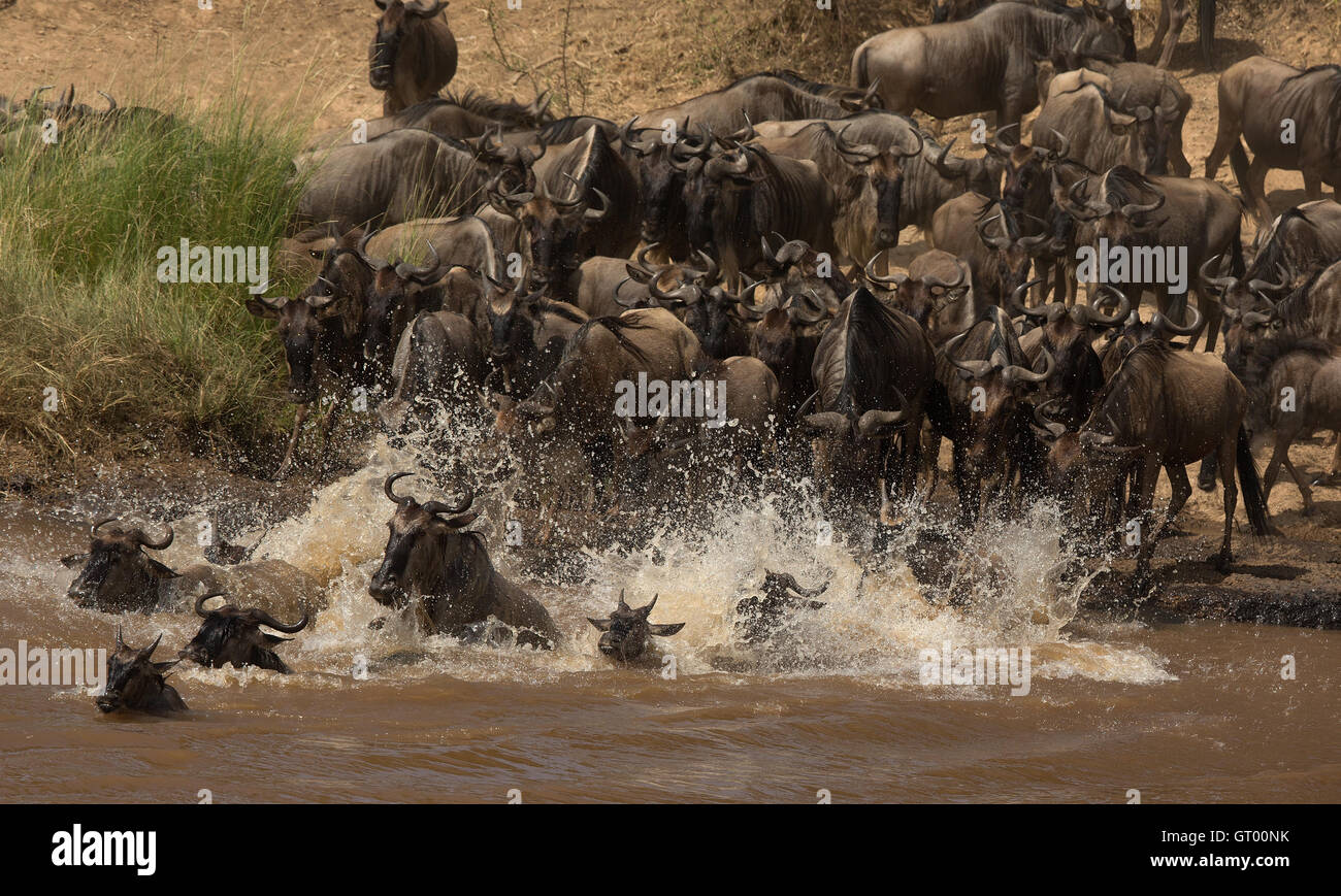 Wildebeest or Gnu Migration in Masai Mara Stock Photo - Alamy