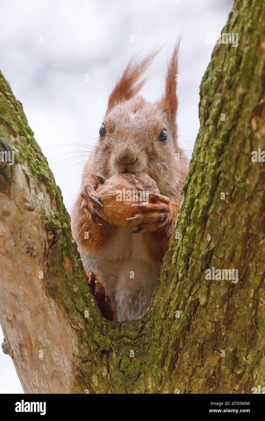 close up of squirrel eating walnut Stock Photo - Alamy
