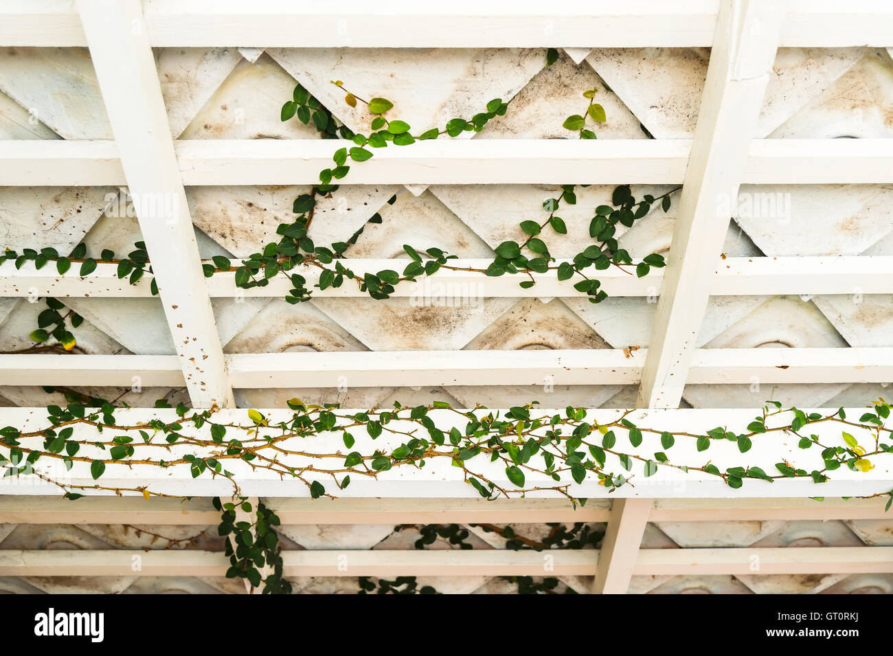 Climber tree hi-res stock photography and images - Alamy