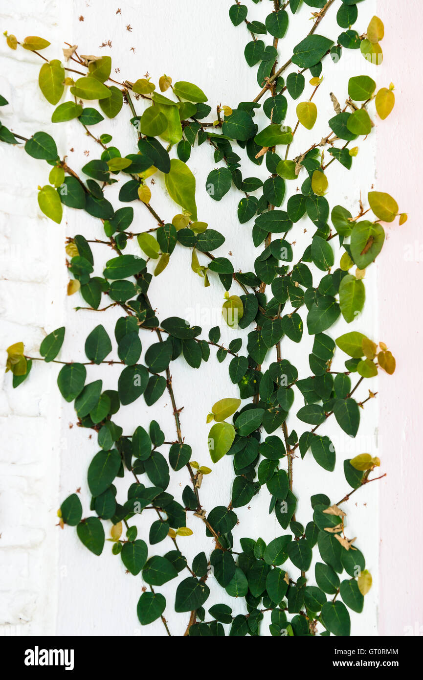 Fig tree wall hi-res stock photography and images - Alamy