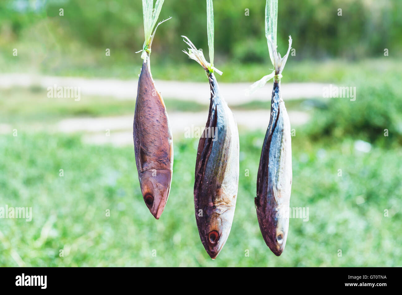 dried fish hanging Stock Photo - Alamy