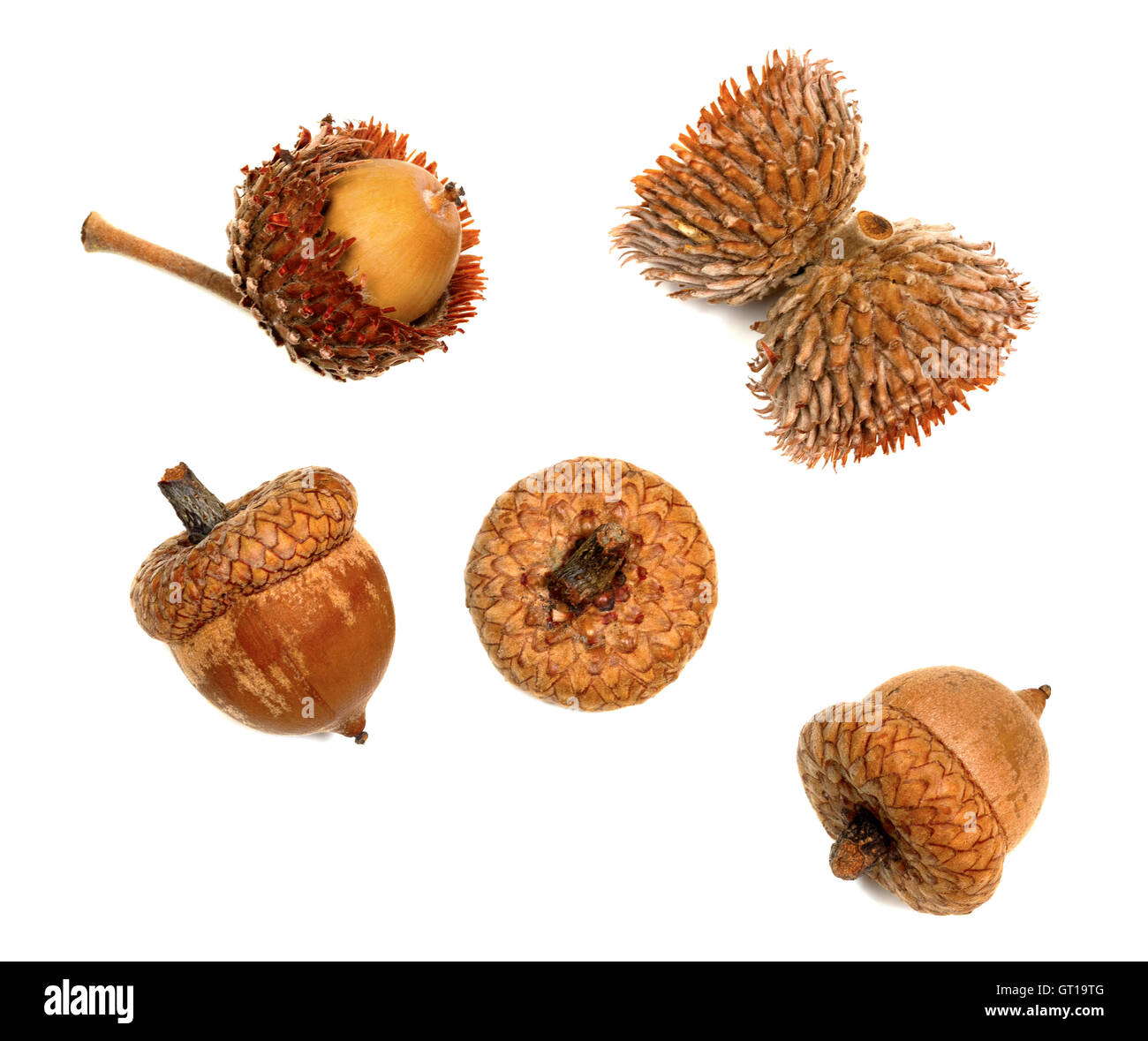 Empty seed cap hi-res stock photography and images - Alamy