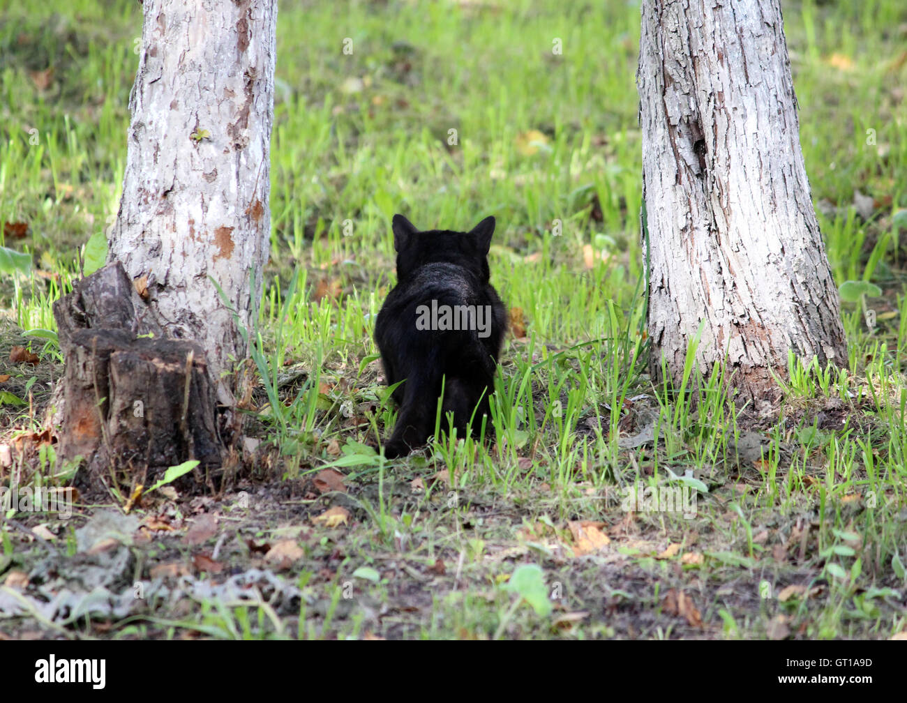 black cat hunts on the birds, hiding between two trees Stock Photo - Alamy