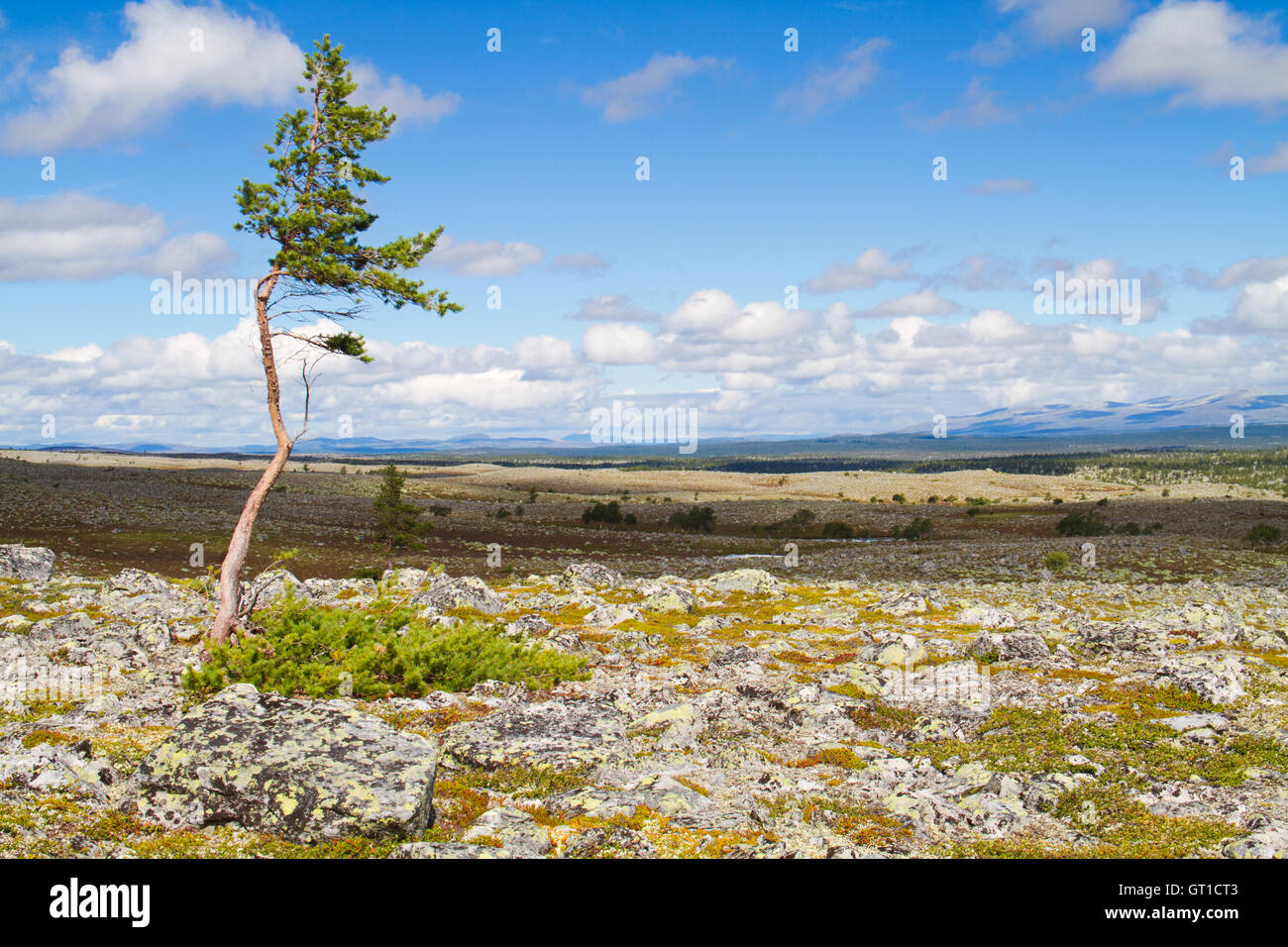 Scandinavian tree hi-res stock photography and images - Alamy