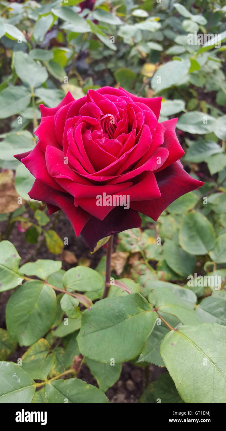 Single Red Rose at Regents Park Stock Photo - Alamy